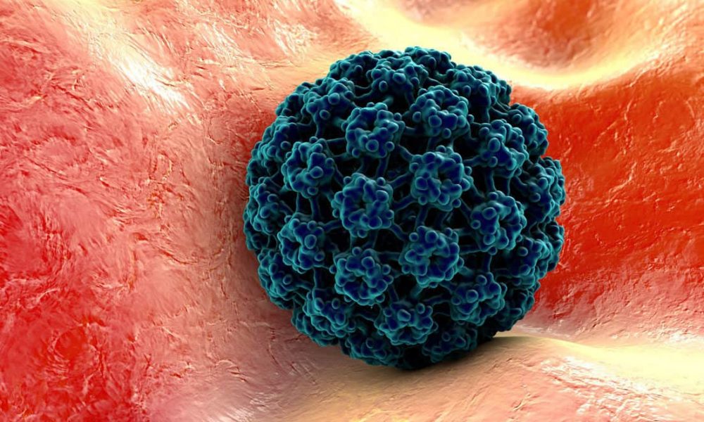 El ciclo de vida del VPH o Virus del Papiloma Humano